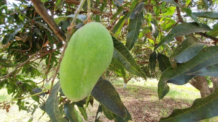 Sundaraja Mango: People Who Are Crazy About Sundarja Mango Of Rewa ...