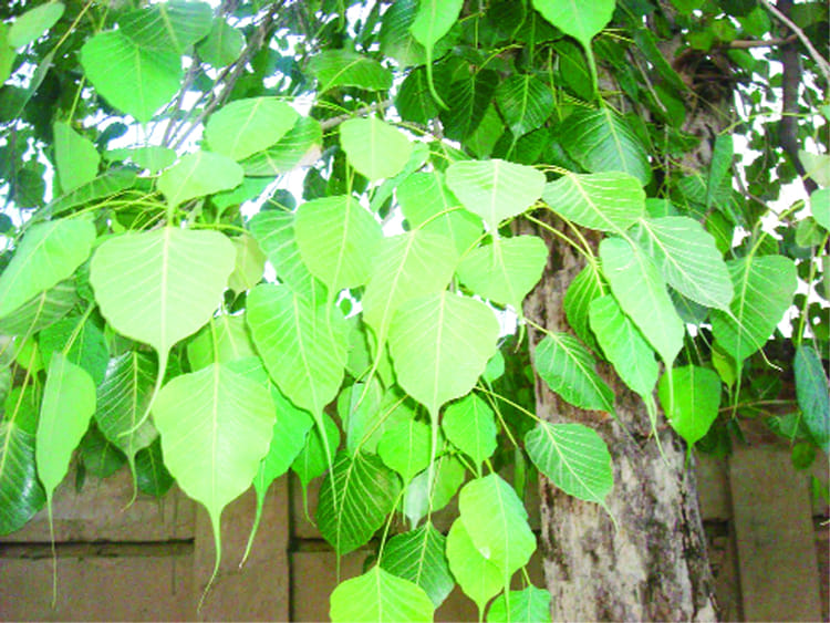 Rakeshdhar Dwivedi Best Poem Peepal Ki Chhaon - Amar Ujala Kavya ...