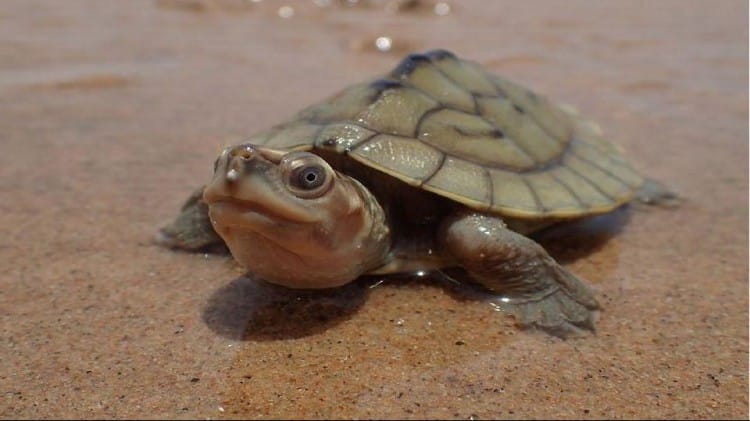 World Turtle Day Number Of Batagur Turtles Increased In Chambal River ...