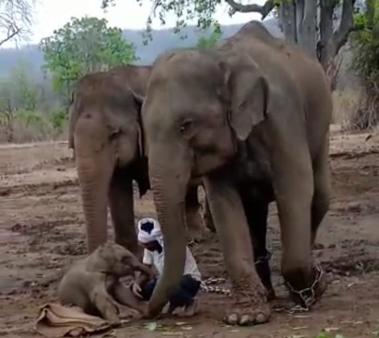 Hathini Gave Birth To A Child, Doctors Are Treating - Banda News ...