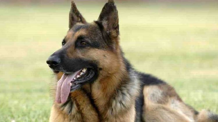 Up News: Registration Is Mandatory For Keeping A Dog Of Foreign Breed ...