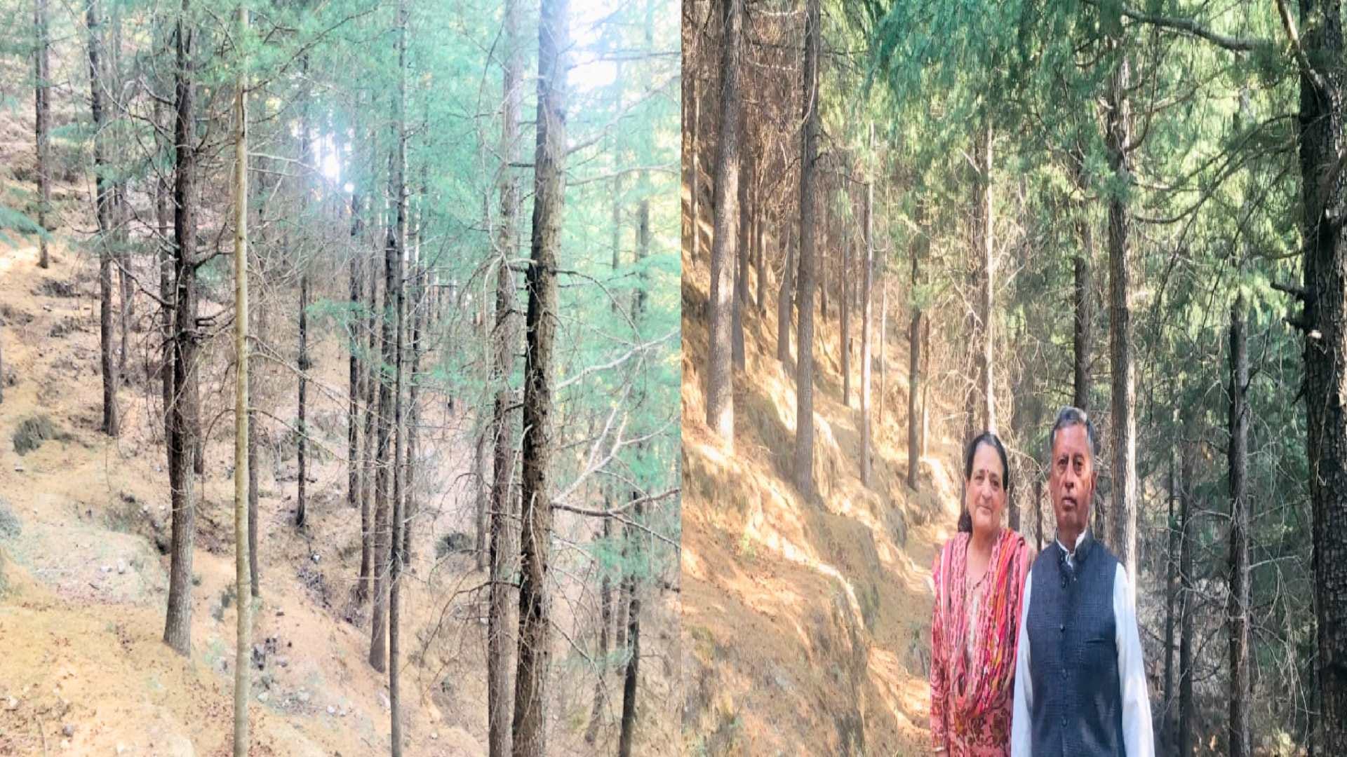 Environment Protection: Farmer Has Grown A Green Forest Of 13 Thousand ...