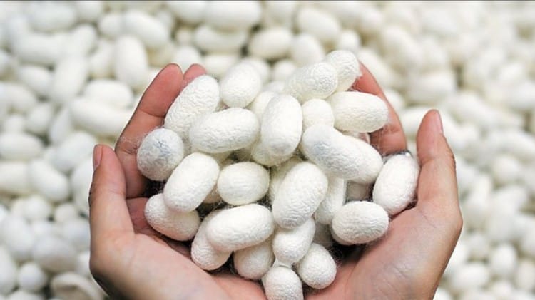 Sericulture In Himachal:इस साल 1100 रुपये प्रति किलो मिलेंगे कोकून के ...