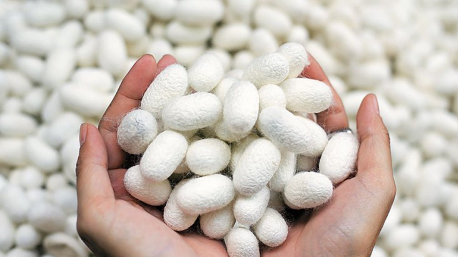 Sericulture In Himachal:इस साल 1100 रुपये प्रति किलो मिलेंगे कोकून के ...