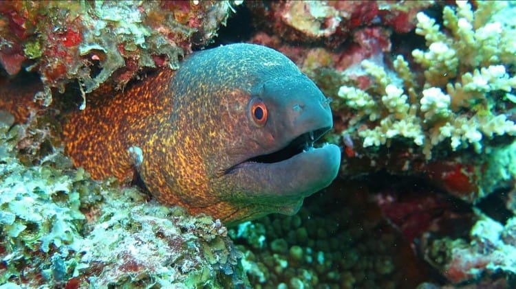 Ajab Gajab:बंदर नहीं ये जीव है हमारा पूर्वज! वैज्ञानिकों ने किया हैरान ...