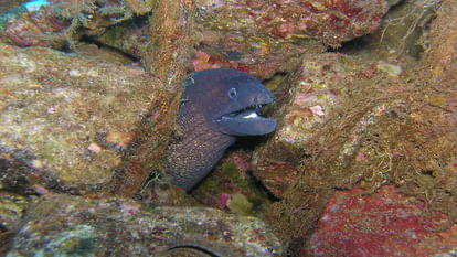 Ancient Toothless Eel Is Your Earliest Known Ancestor - Amar Ujala ...