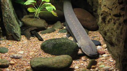 Ancient Toothless Eel Is Your Earliest Known Ancestor - Amar Ujala ...