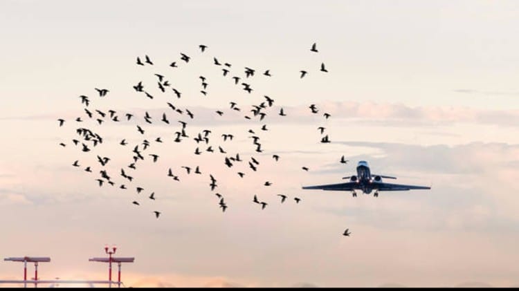 Aircraft Bird Hit Incident In India Know How Dangerous It Is And Why It ...