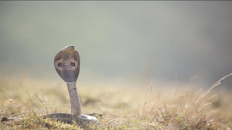 Maharashtra Shetphal Village Where Poisonous Cobra Snakes And Humans ...