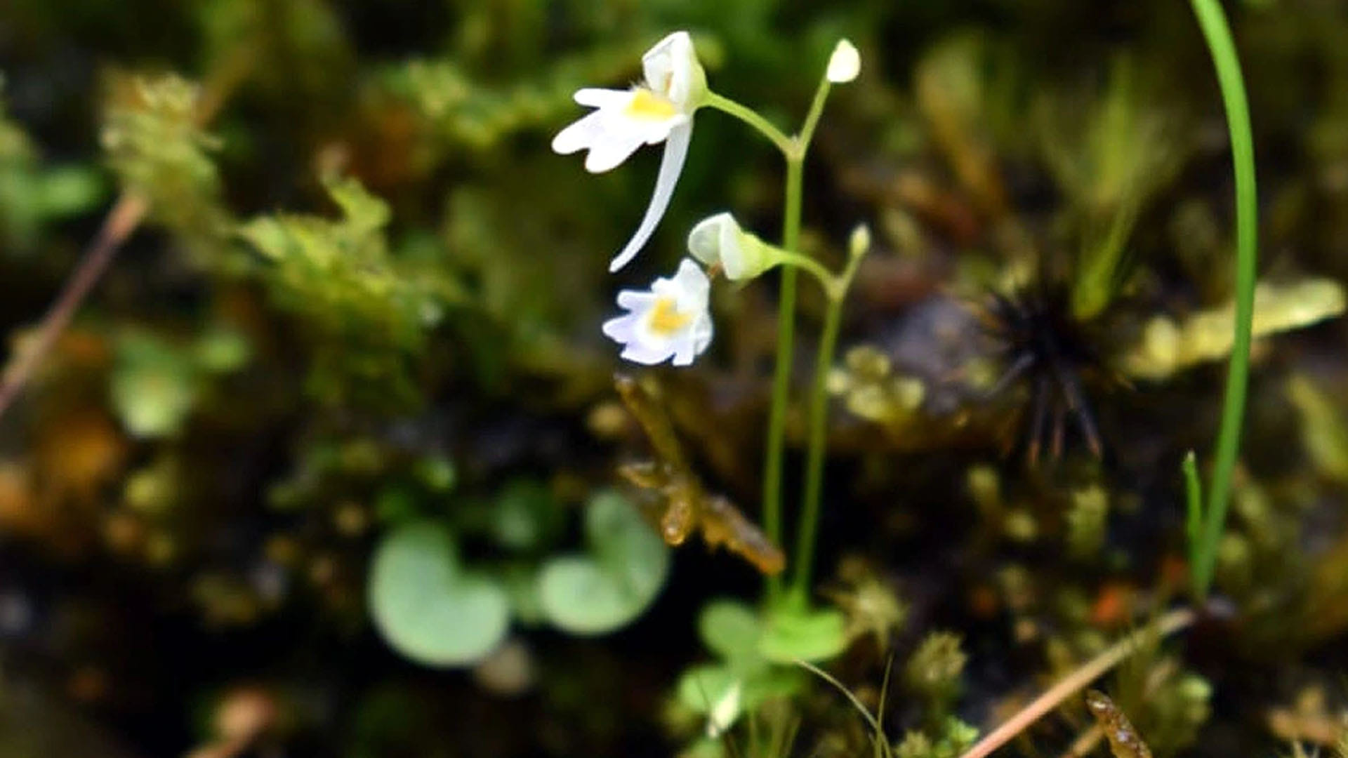 Utricularia Furcellata:भारत में यहां मिला बेहद दुर्लभ मांसाहारी पौधा ...