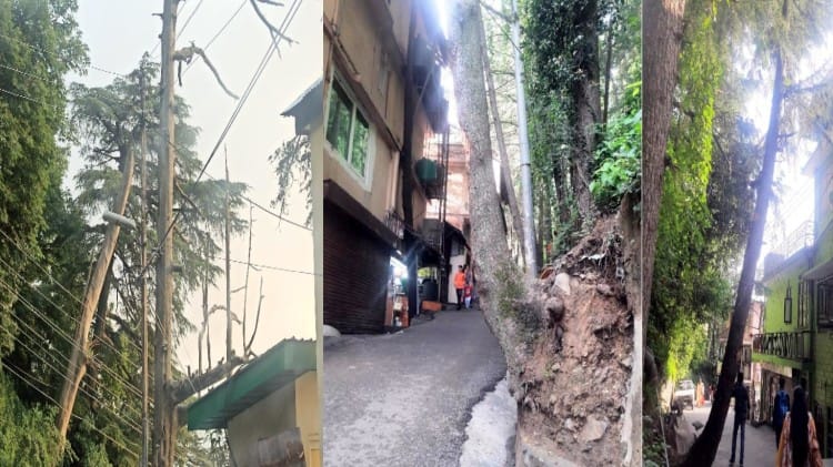 Shimla, Tree Committee Dissolved: 250 Trees Are Standing Threatening ...