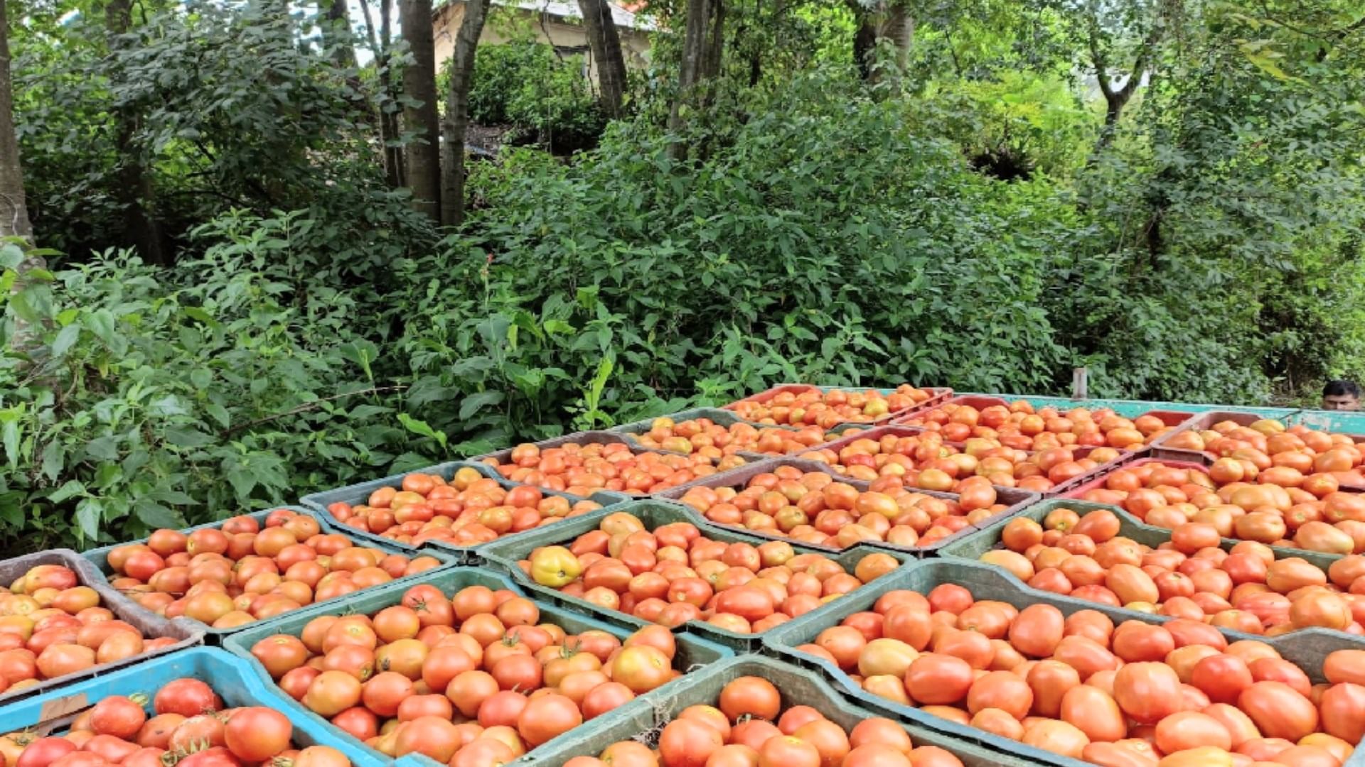Tomato Prices Fell By Rs 400 In Two Days, The Price Of Red Gold ...