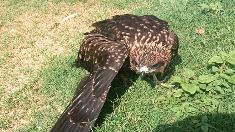 Taj Mahal:ताज पर मांझे में फंसी दिखी चील, इस तरह बचाई गई जान - Eagle ...