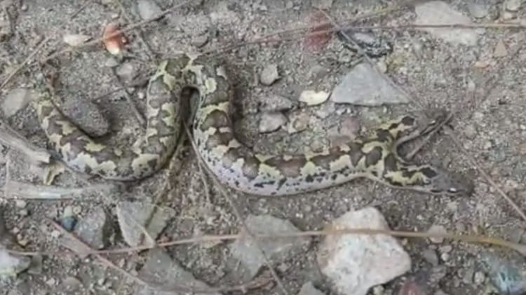 Rajasthan:टोंक में मिला दो मुंह और चार आंख वाला दुर्लभ सांप, देखने के ...