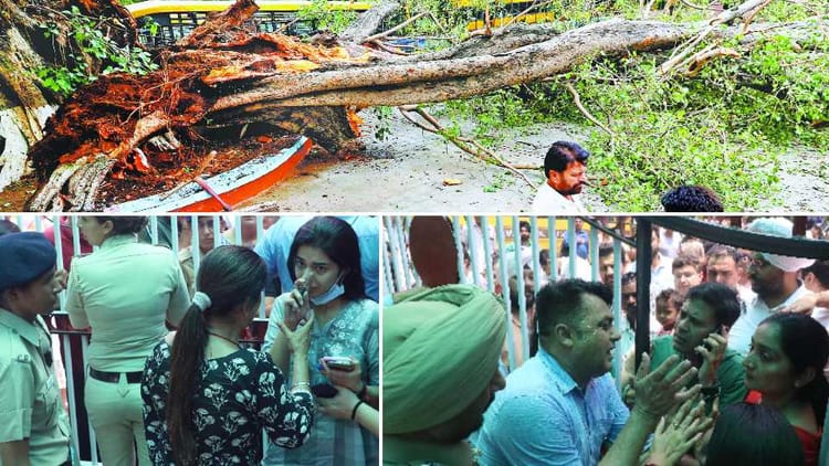 17 Days Passed, Due To Whose Carelessness The Tree Fell ... The ...