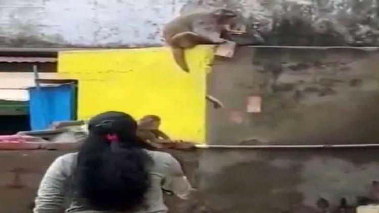 Vrindavan Coming To Visit Banke Bihari Temple Careful Of Monkeys - Amar ...