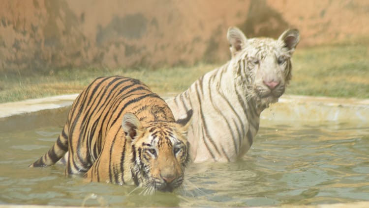 Tiger Sagar-asha's Family Became Two To Five During The Corona Period ...