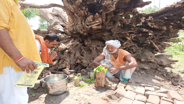 सावन में प्रकट हुए 'शिव':200 साल पुराने पीपल के पेड़ के नीचे मिले पांच ...