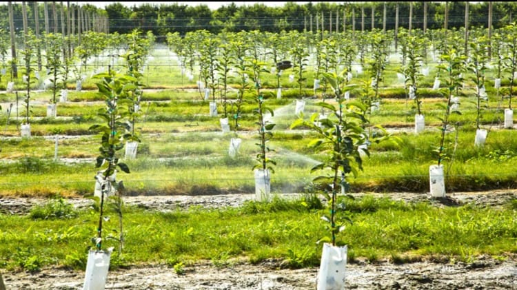 Tree Farming Business:इन पेड़ों की खेती करके आप कम समय में बन जाएंगे ...