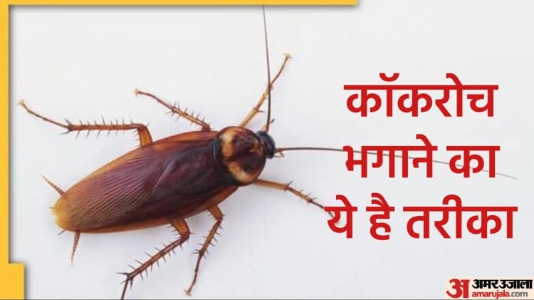 How To Get Rid Of Cockroaches In Kitchen Know Cockroach Bhagane Ka ...