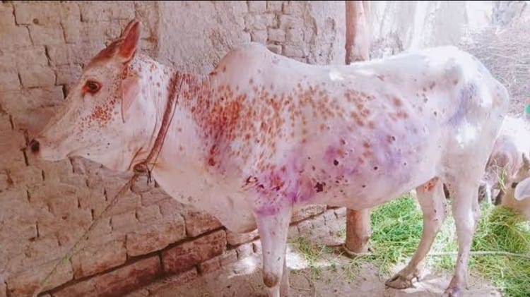 लंपी :मलेशिया की तर्ज पर तीन सौ किमी लंबी इम्यून बेल्ट बनेगी, पीलीभीत ...