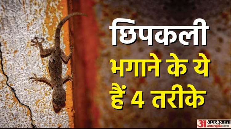 Home Remedies For Lizard:अगर आप भी डरते हैं छिपकली से? तो इन तरीकों से ...