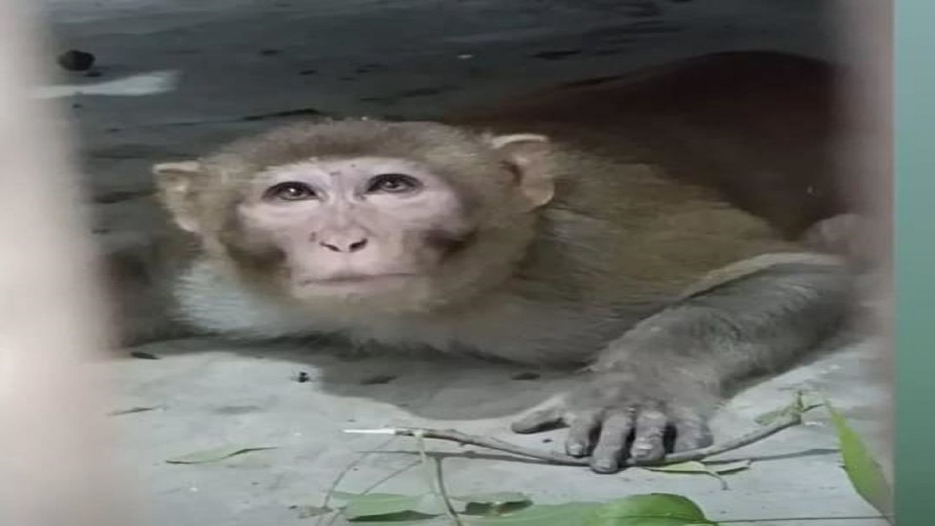 Team From Mathura To Catch Monkeys In Varanasi One Monkey Will Cost One ...