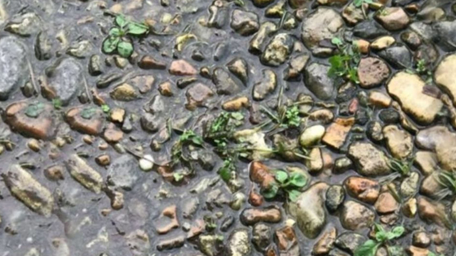 Optical Illusion:इस तस्वीर में छिपे मेंढक को 15 सेकेंड में खोजकर दिखाएं ...