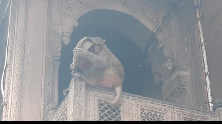 Monkey Took The Cap Of The Daroga In Security Of Banke Bihari Temple ...