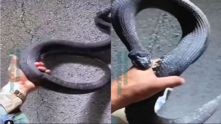 Snake Bites Man:सांप को पकड़ रहा था शख्स, गुस्से में लिया ऐसा बदला ...