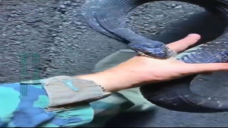 Snake Bites Man:सांप को पकड़ रहा था शख्स, गुस्से में लिया ऐसा बदला ...