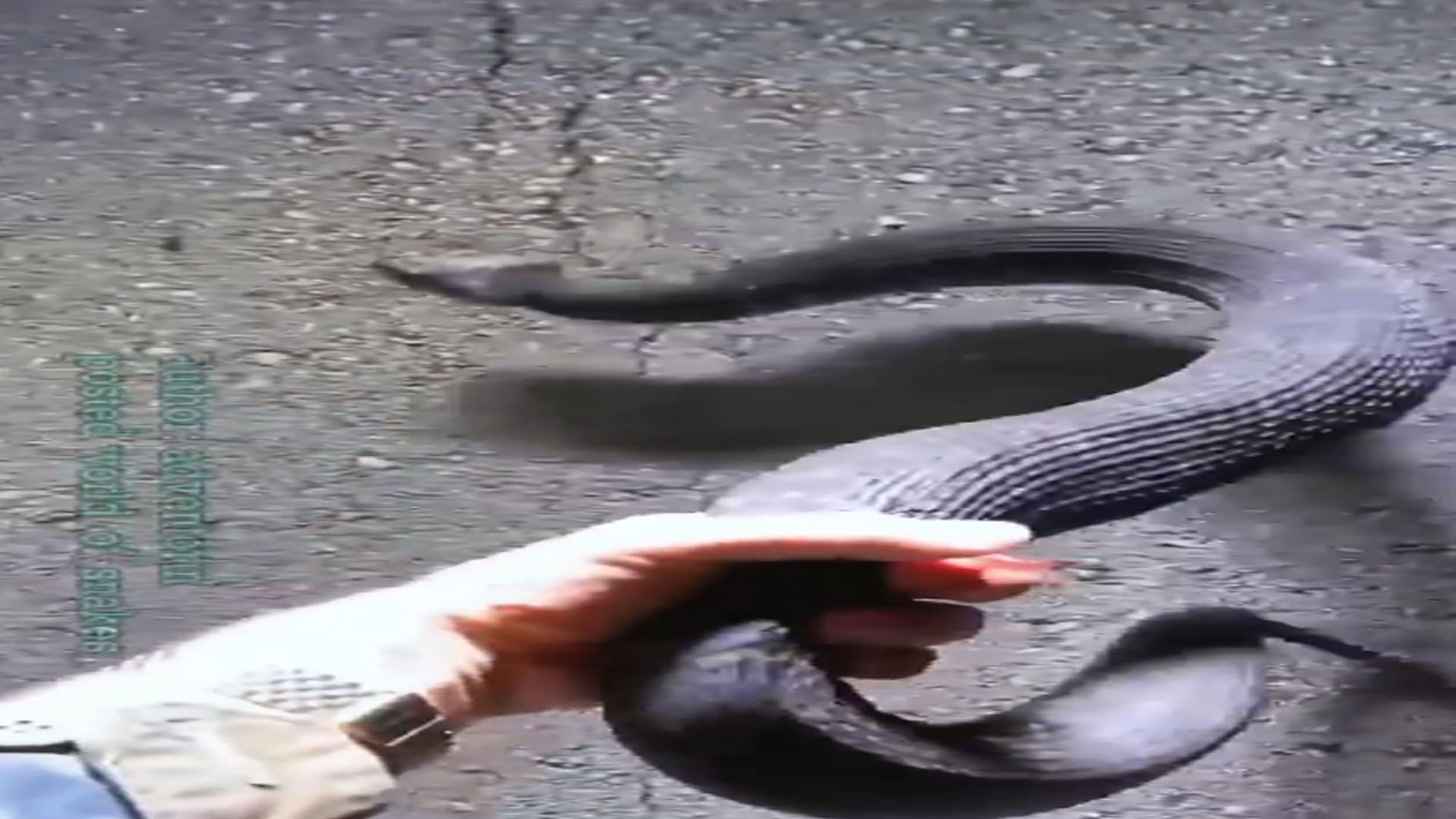 Snake Bites Man:सांप को पकड़ रहा था शख्स, गुस्से में लिया ऐसा बदला ...