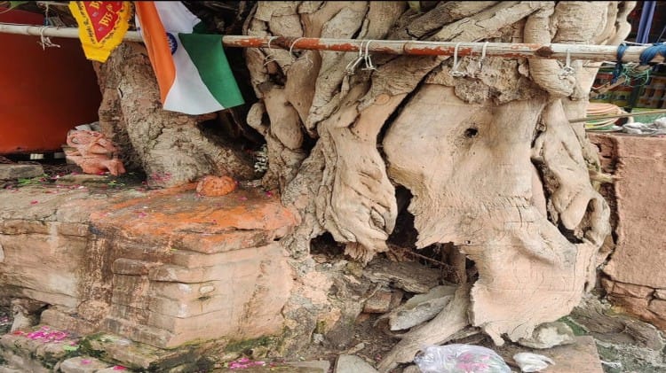 The Ancient Peepal Tree Has Left Its Roots On The New Road Cathedral ...