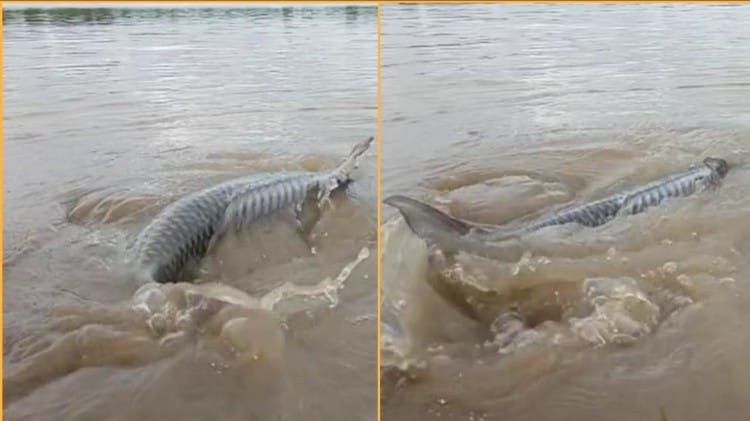 Giant Fish Seen In Chambal River In Karauli Video Goes Viral - Amar Ujala Hindi News Live ...