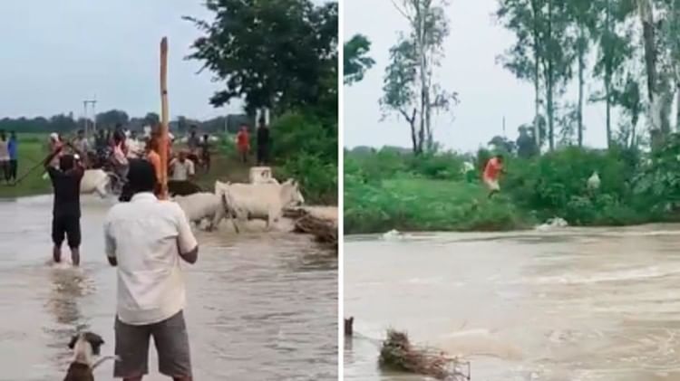 Madhya Pradesh: Cows Thrashed In Satna And Forced To Jump Into A Raging ...