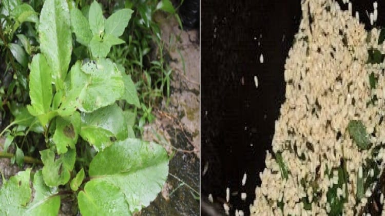 Sepu Badi:पत्थरी, मधुमेह को भगाएगी पीएम मोदी की पसंदीदा हिमाचल की सेपू ...