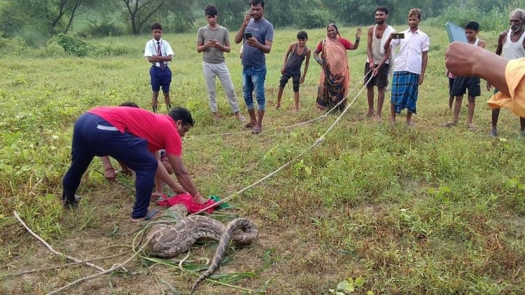 नजारा देख ग्रामीणों में दहशत:जौनपुर में नीलगाय के बच्चे को निगल गया अजगर, वन विभाग ने कब्जे में ...
