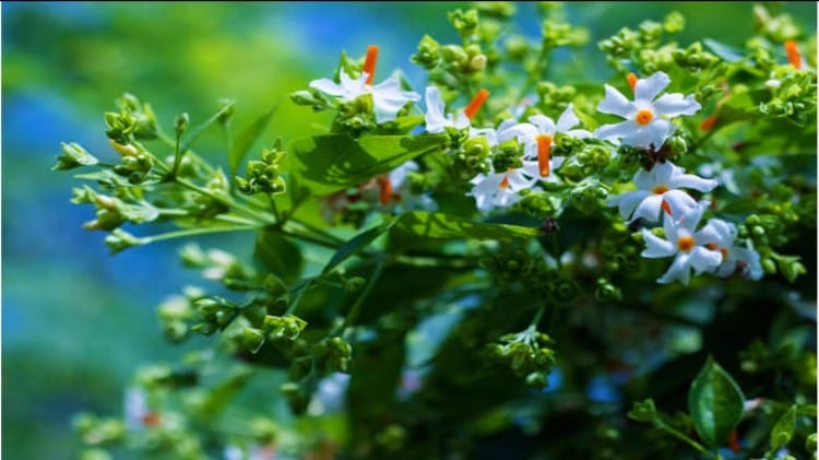 Vastu Tips For Parijat:घर में पारिजात का पौधा लगाने से आती है समृद्धि ...