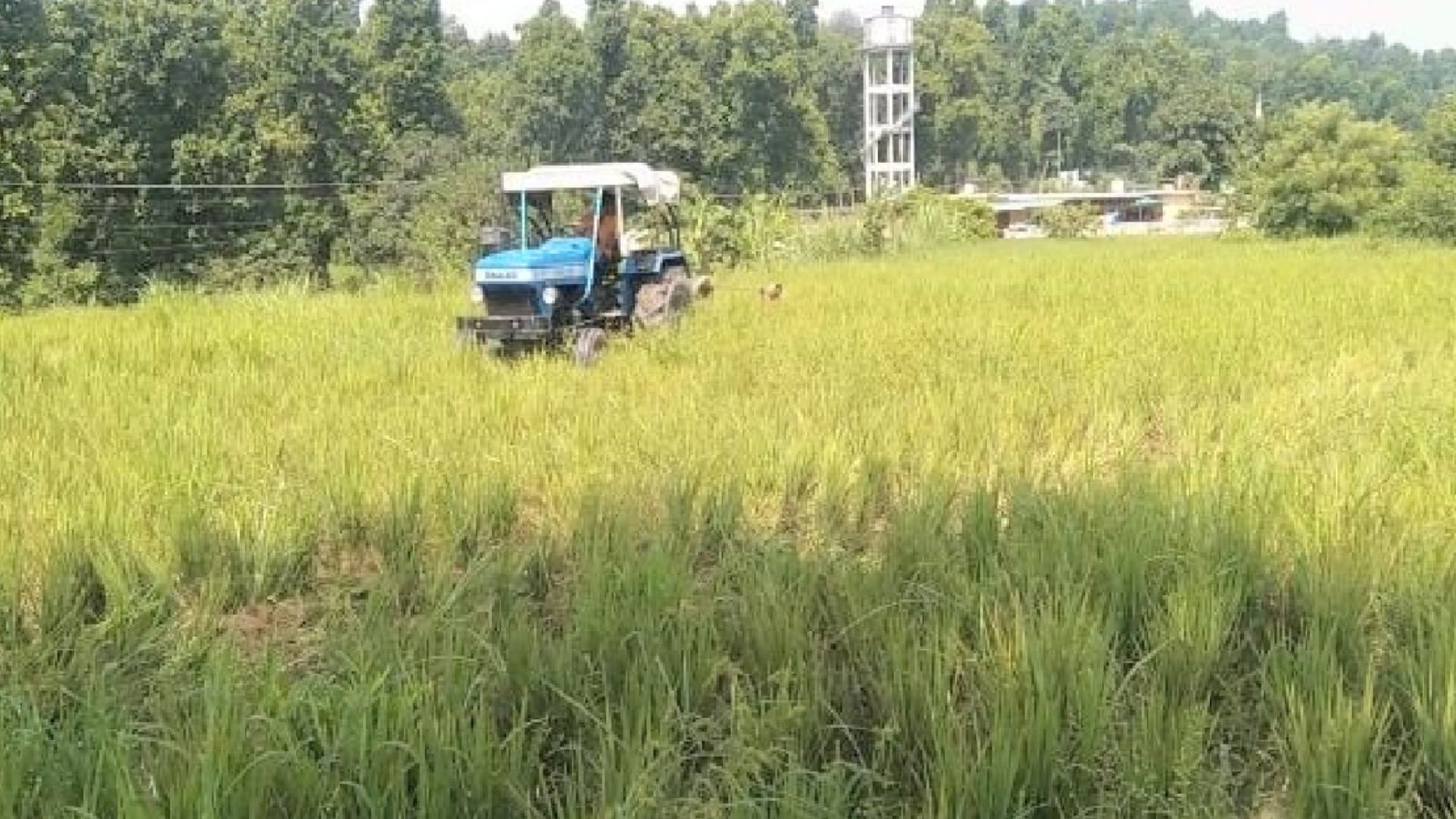 Farmers Driven Tractor On Paddy Crop Hit By Virus In Paonta Sahib ...