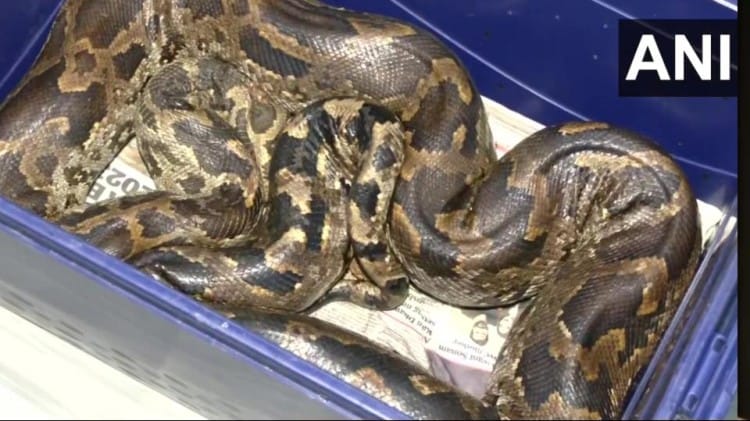 Plastic Surgery Being Done To Save Critically Injured Indian Rock Python - Amar Ujala Hindi News ...