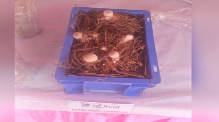 Now Mushrooms Will Grow In The Crate, The Cost Of Changing Polythene ...