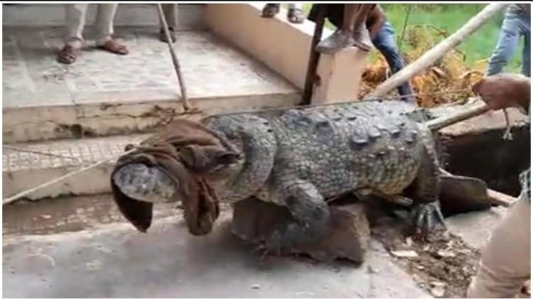 Crocodile Rescue Operation In Kota Eight Feet Crocodile - Amar Ujala ...