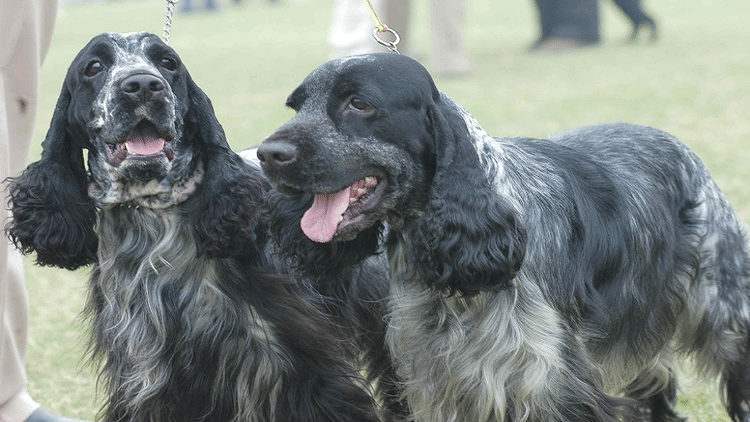 People Given Steroids To Dogs Opium Is Being Fed They Spoil Their Mind ...