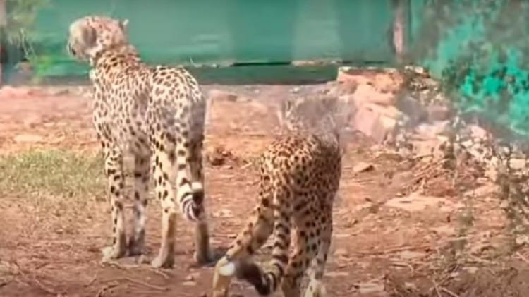 Kuno National Park:देश की 'आशा', चार साल की मादा चीता को पीएम मोदी ने ...