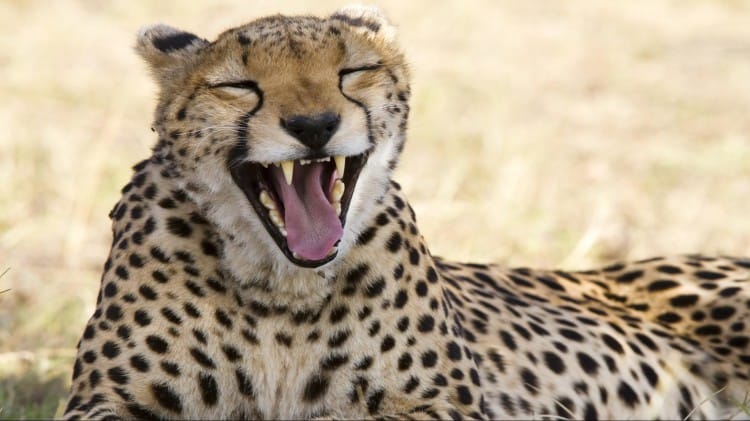 Cheetah Voice:चीते न शेर की तरह दहाड़ते हैं, न ही बाघ की तरह गुर्राते ...