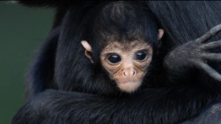 Mizoram:आइजोल पुलिस ने बरामद किए दो स्पाइडर बंदर समेत तीन वन्यजीव ...