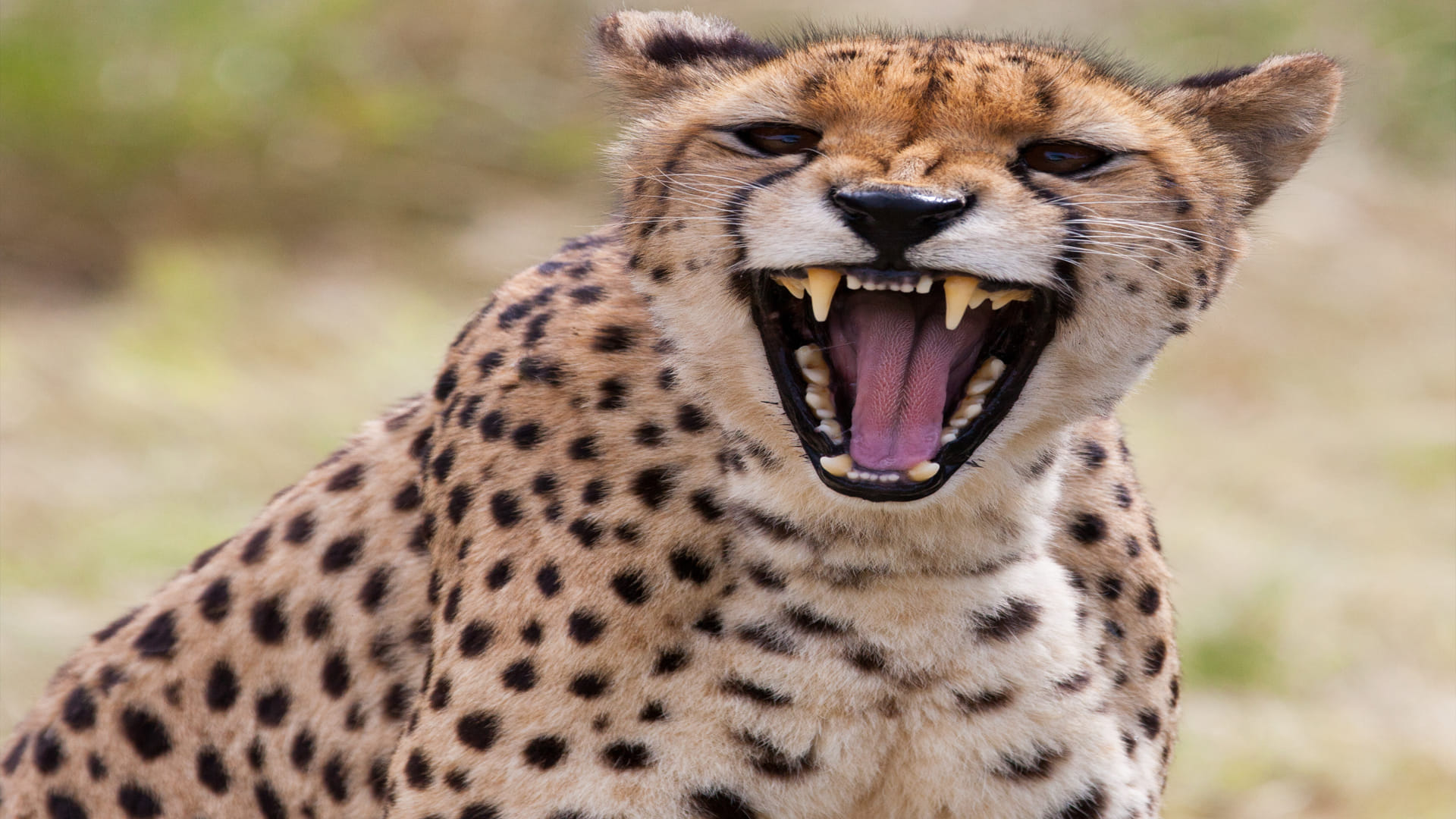 How Does Cheetah Voice Sound Kuno National Park - Amar Ujala Hindi News ...