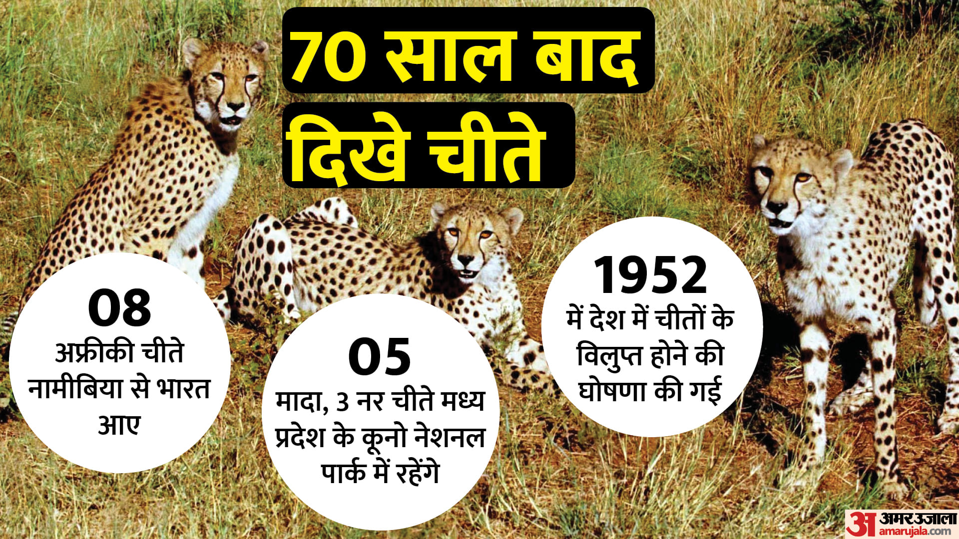 Cheetah Reintroduction Project In India- All You Need To Know - Amar ...