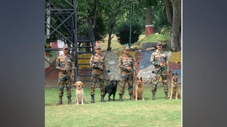 Army Sniffer Dogs Equipped With Cameras Capable Of Finding Explosives ...
