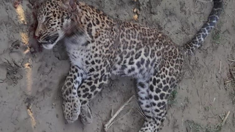 Leopard Found Dead In Katarniya Area In Bahraich. - Amar Ujala Hindi ...